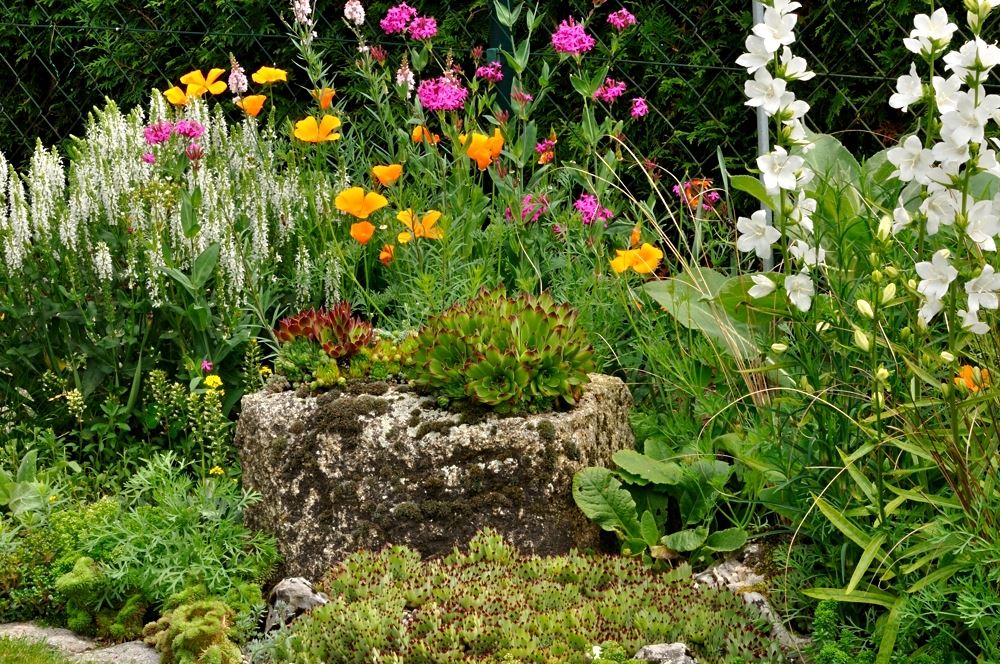 Garten & Pflanzenbilder